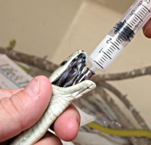 When your snake sneezes, it might be time to call the vet | VetBilling