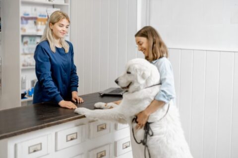 VetBilling Veterinary Payment Plans & Solutions | It’s About Time